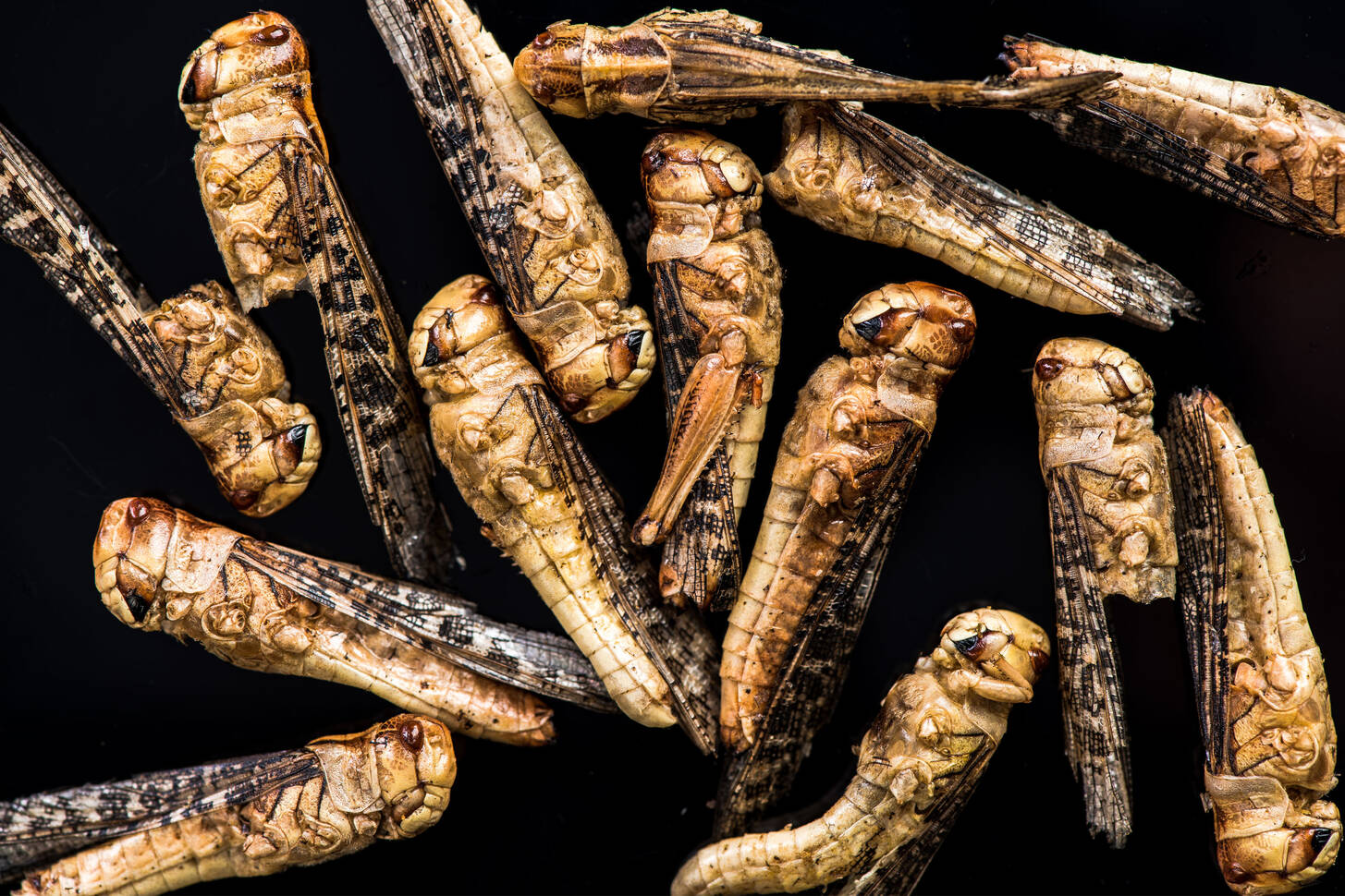 Locust Jigsaw Puzzle (Other, Macro) | Puzzle Garage