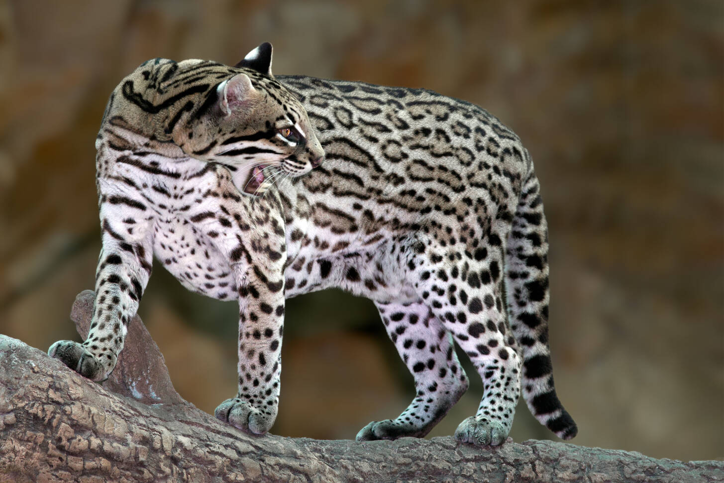 Ocelot on a log Jigsaw Puzzle (Animals, Mammals) | Puzzle Garage