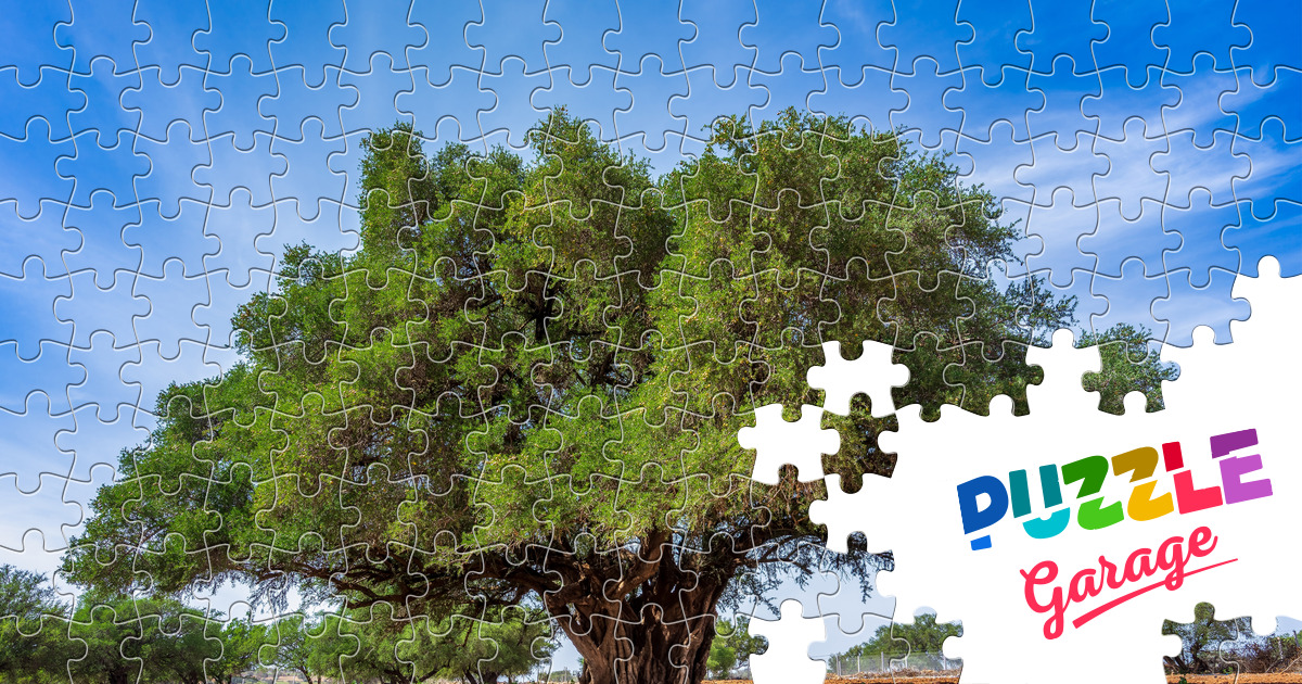 Argan tree Jigsaw Puzzle (Plants, Trees) | Puzzle Garage