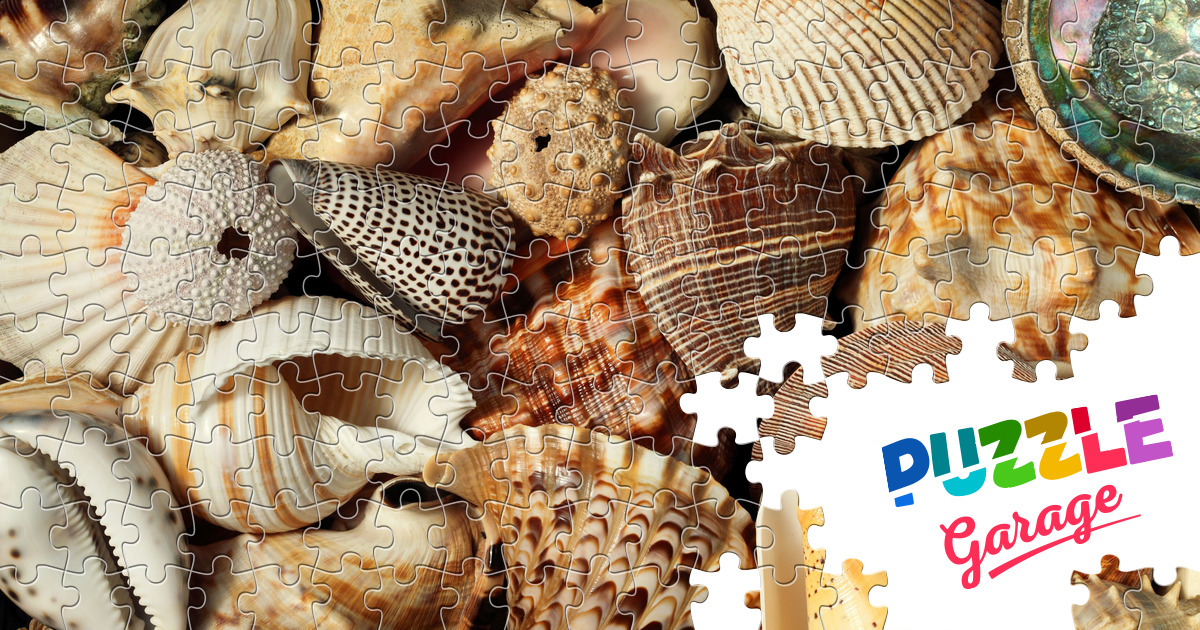 Seashells Jigsaw Puzzle (Animals, Marine life) | Puzzle Garage