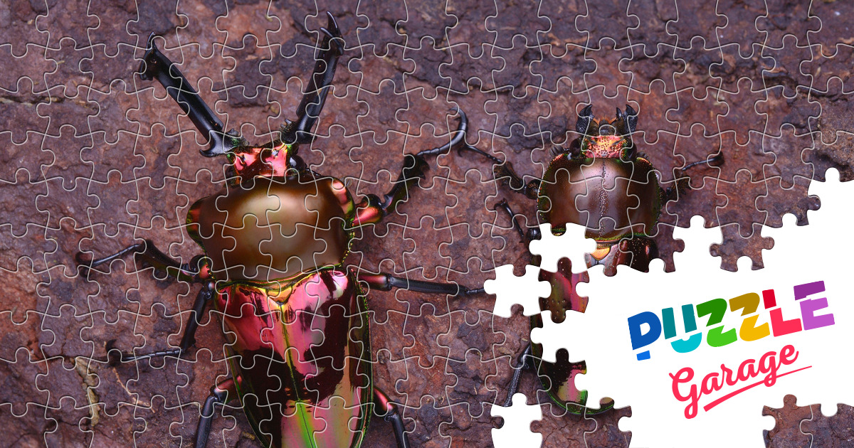 Female and male rainbow stag beetle Jigsaw Puzzle (Animals, Insects ...