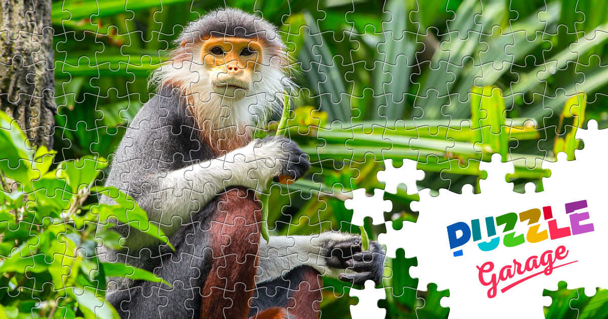 Pygathrix nemaeus Jigsaw Puzzle (Animals, Primates) | Puzzle Garage