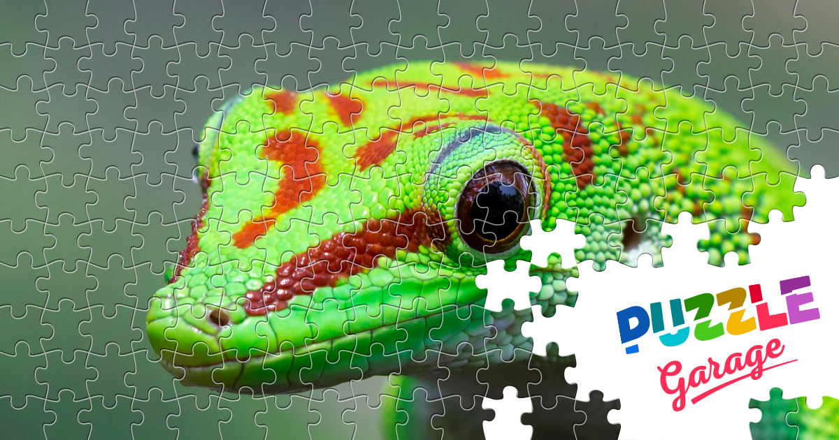 Madagascar day gecko Jigsaw Puzzle (Animals, Reptiles) | Puzzle Garage