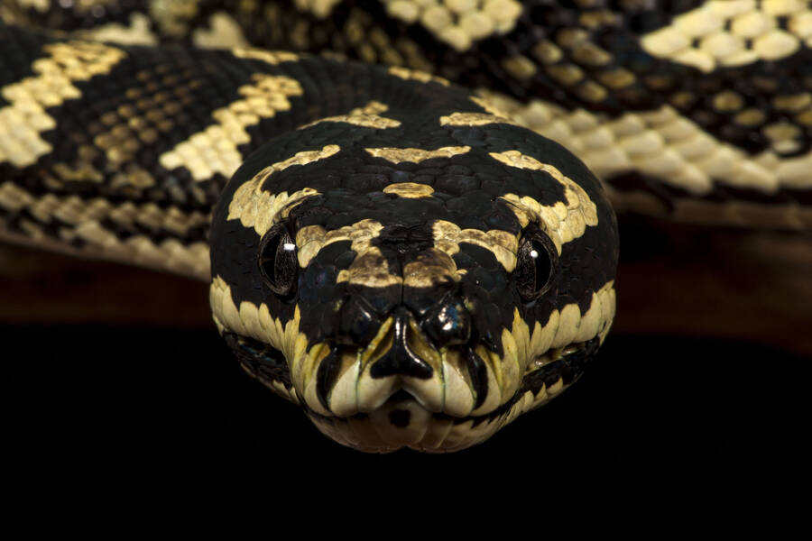 Pythons Jigsaw Puzzle (Animals, Reptiles) | Puzzle Garage