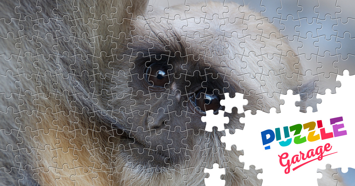 Little monkey Jigsaw Puzzle (Animals, Primates) | Puzzle Garage