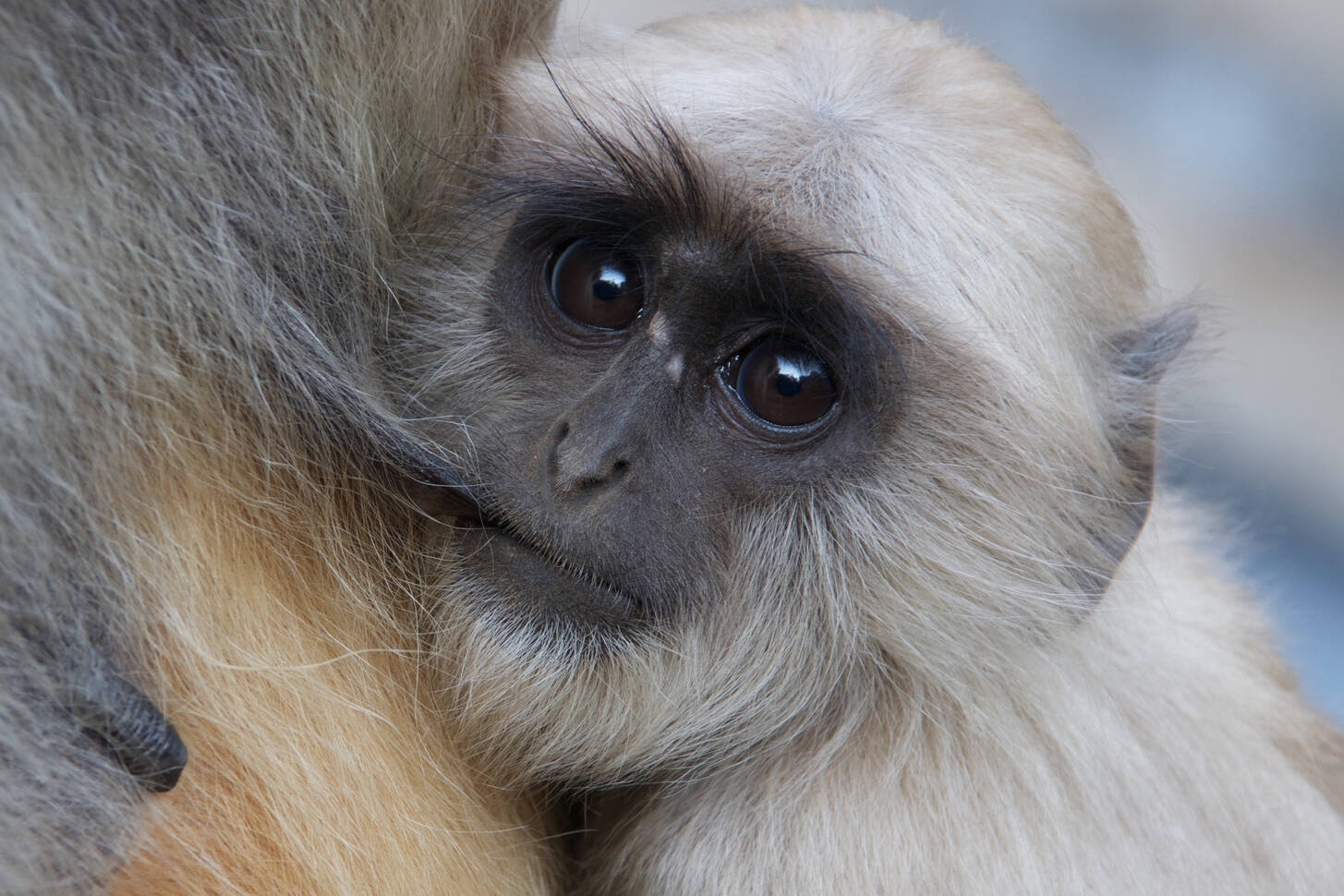 Little monkey Jigsaw Puzzle (Animals, Primates) | Puzzle Garage