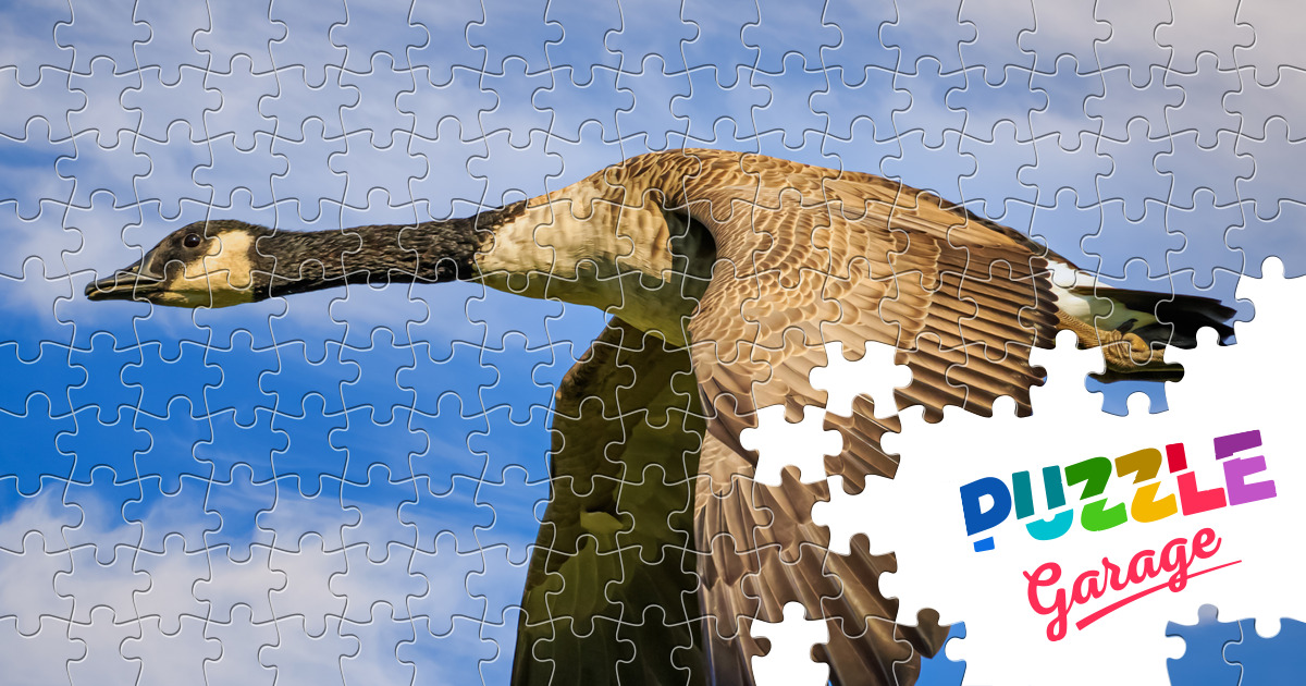 Canadian goose Jigsaw Puzzle (Animals, Birds) | Puzzle Garage