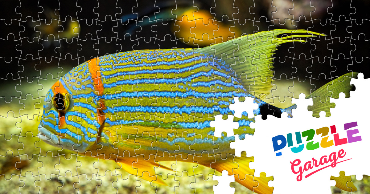 Symphorichthys spilurus Jigsaw Puzzle (Animals, Marine life) | Puzzle ...