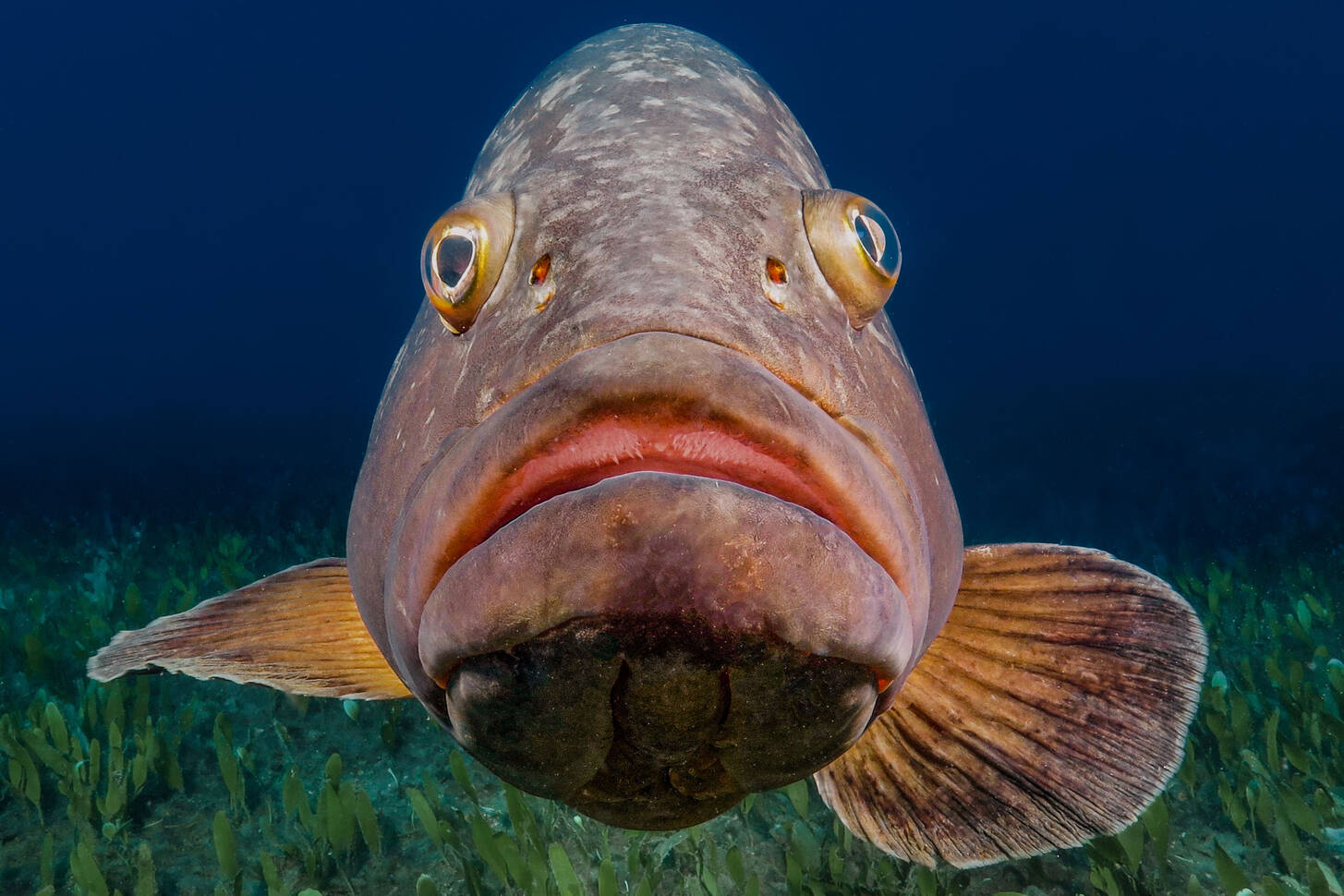 Brown grouper Jigsaw Puzzle (Animals, Marine life) | Puzzle Garage