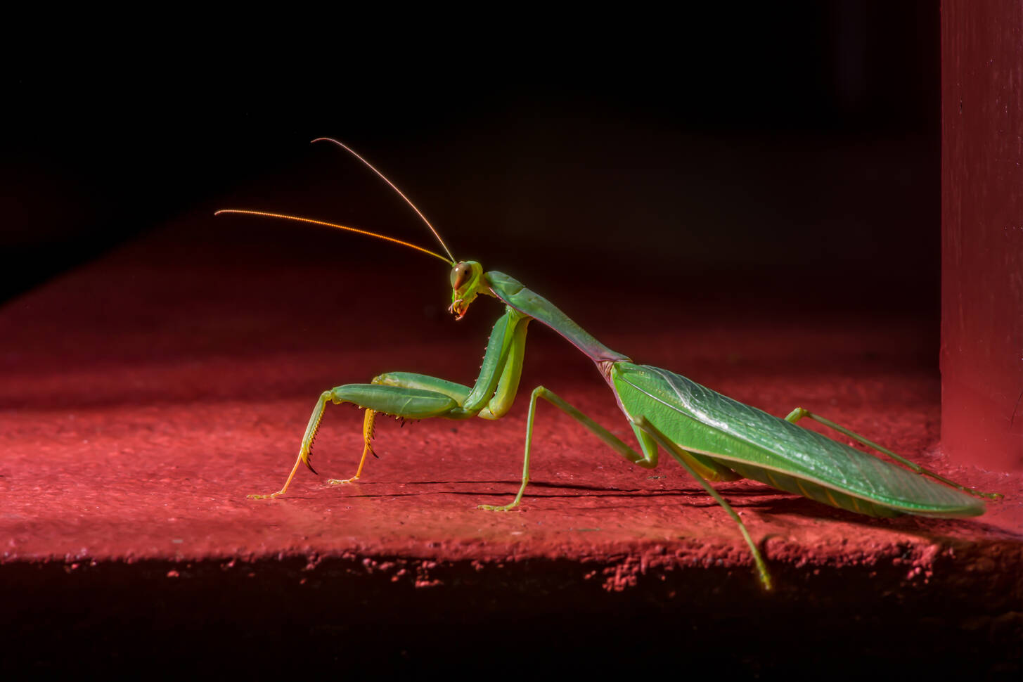 Green praying mantis Jigsaw Puzzle (Animals, Insects) | Puzzle Garage
