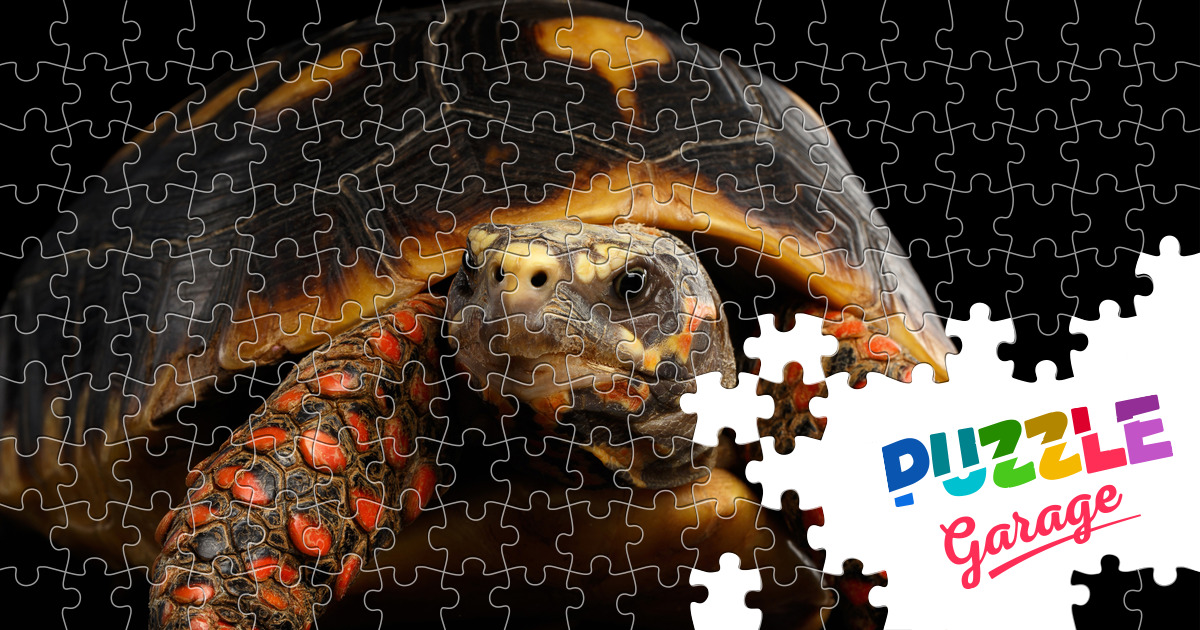 Coal turtle Jigsaw Puzzle (Animals, Marine life) | Puzzle Garage