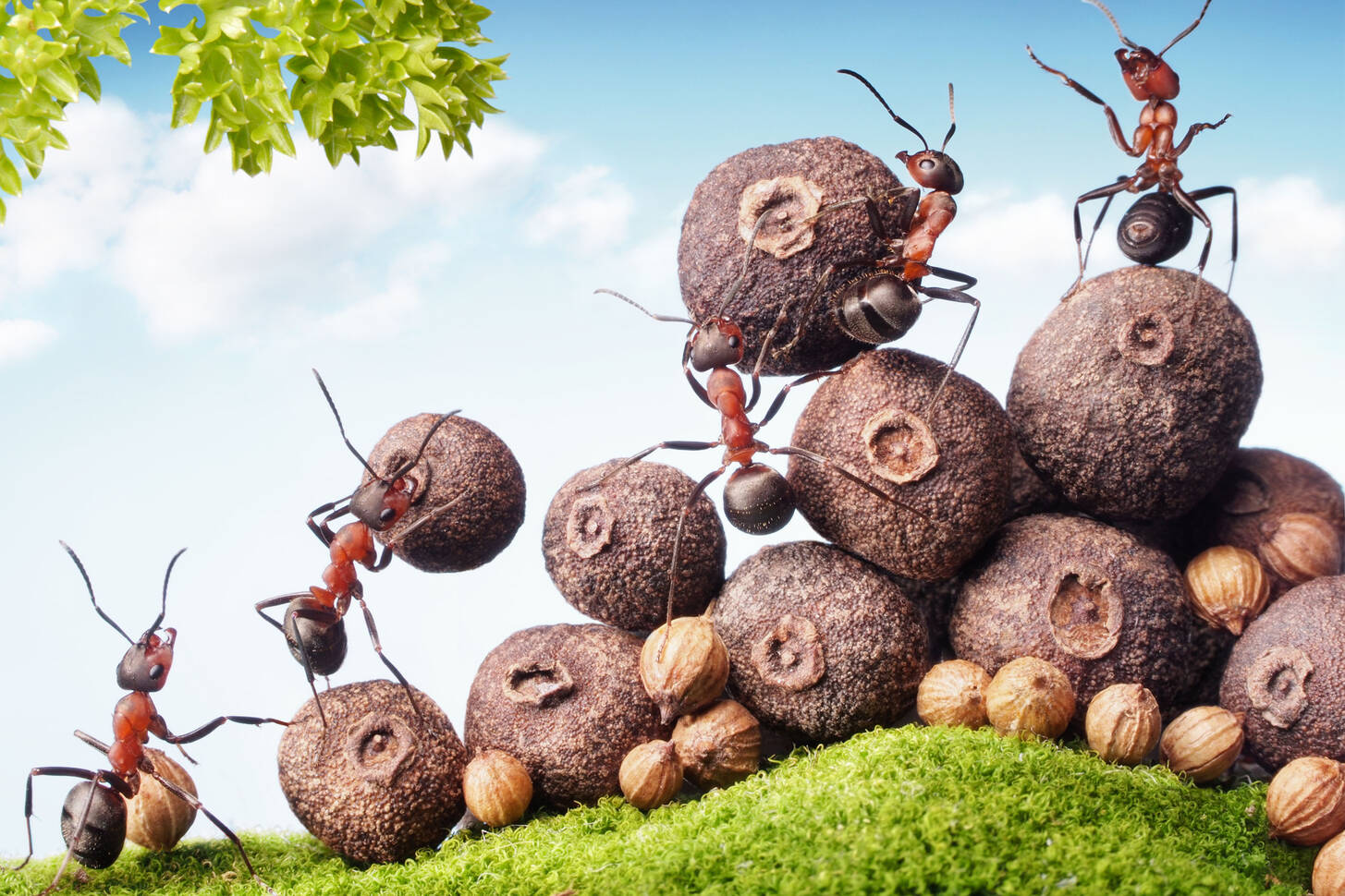 Ants collect seeds Jigsaw Puzzle (Animals, Insects) | Puzzle Garage