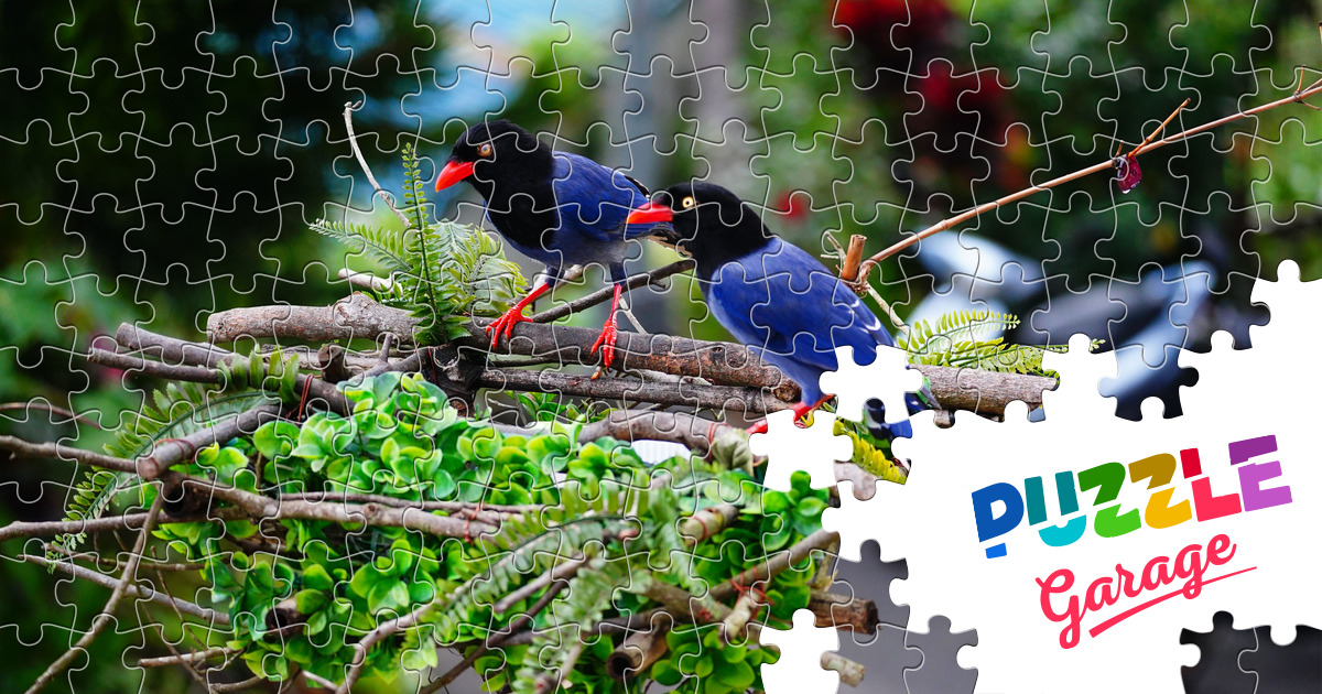 Azure-winged magpies Jigsaw Puzzle (Animals, Birds) | Puzzle Garage