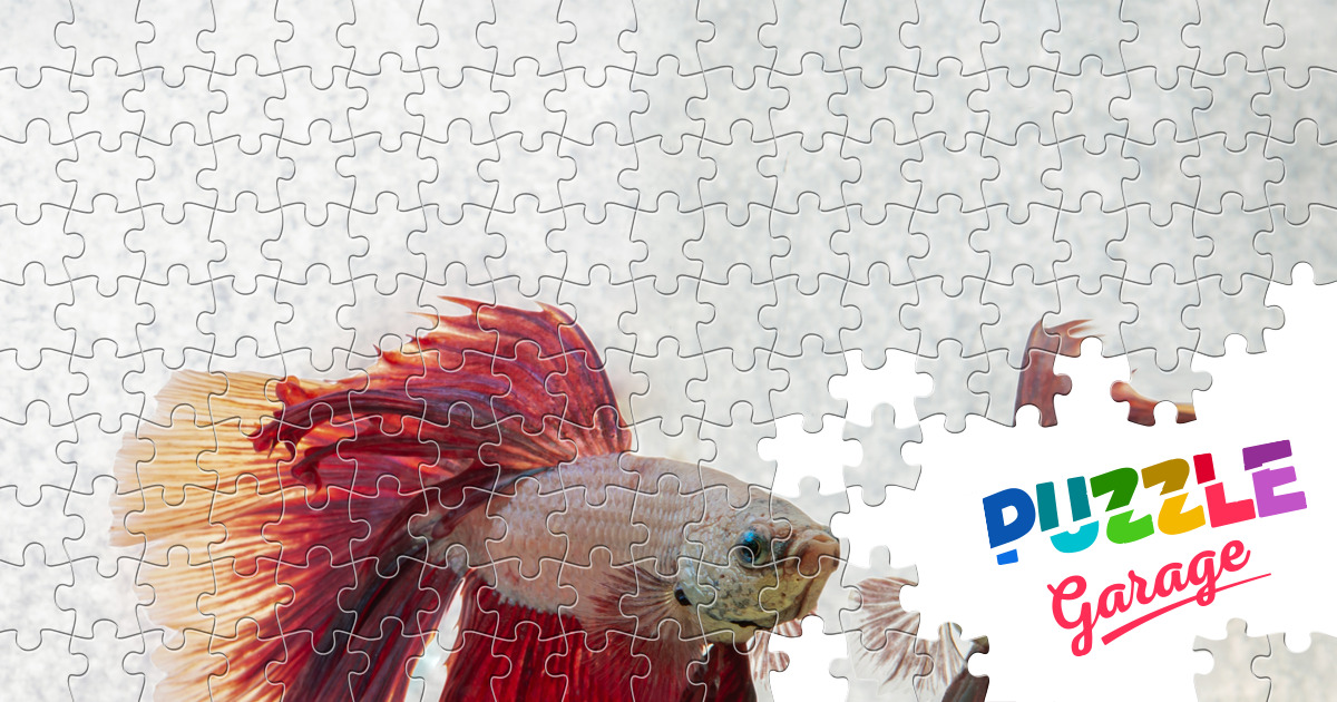 Betta fish Jigsaw Puzzle (Animals, Marine life) | Puzzle Garage