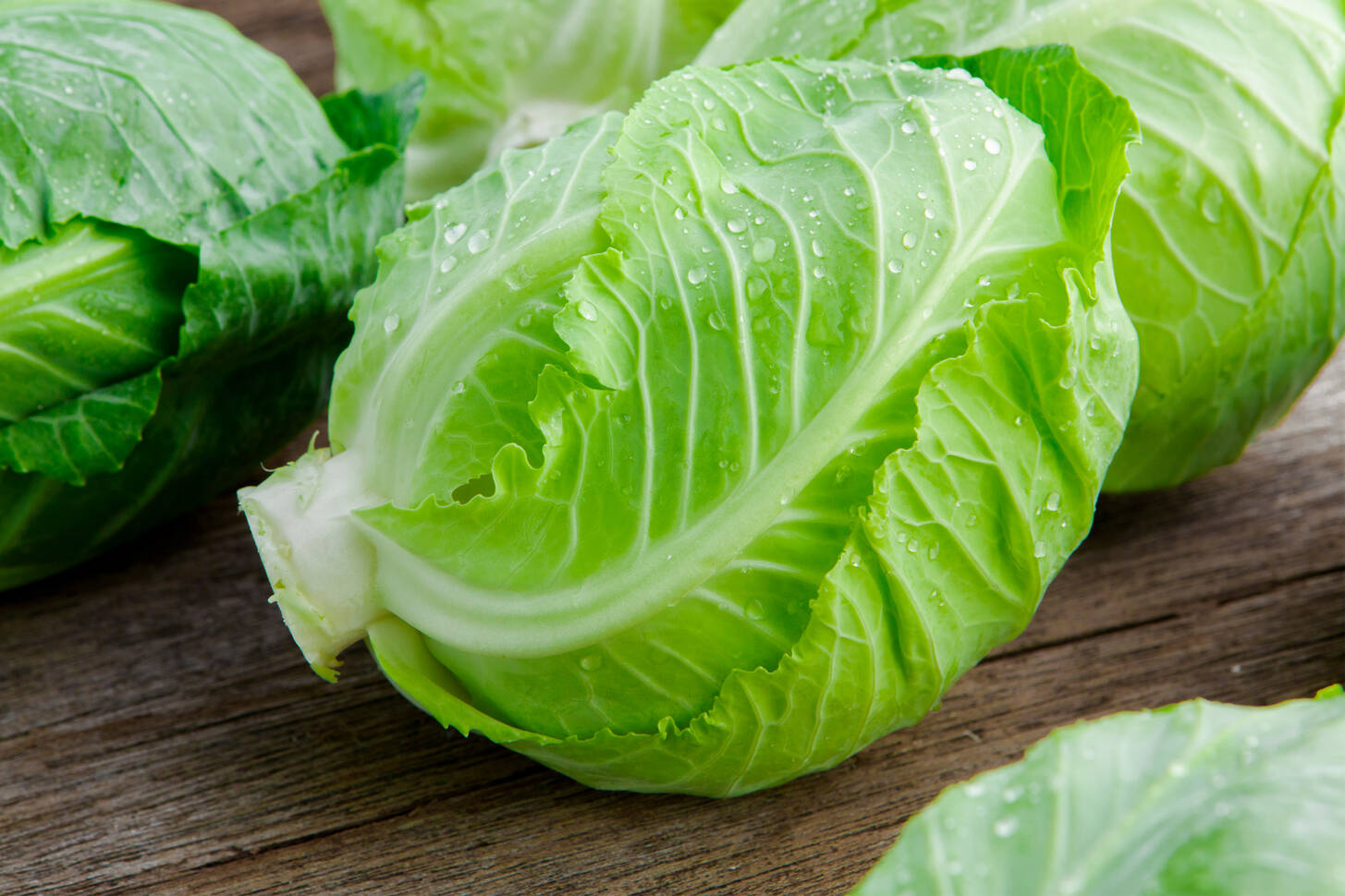 Young cabbage Jigsaw Puzzle (Plants, Vegetables) | Puzzle Garage