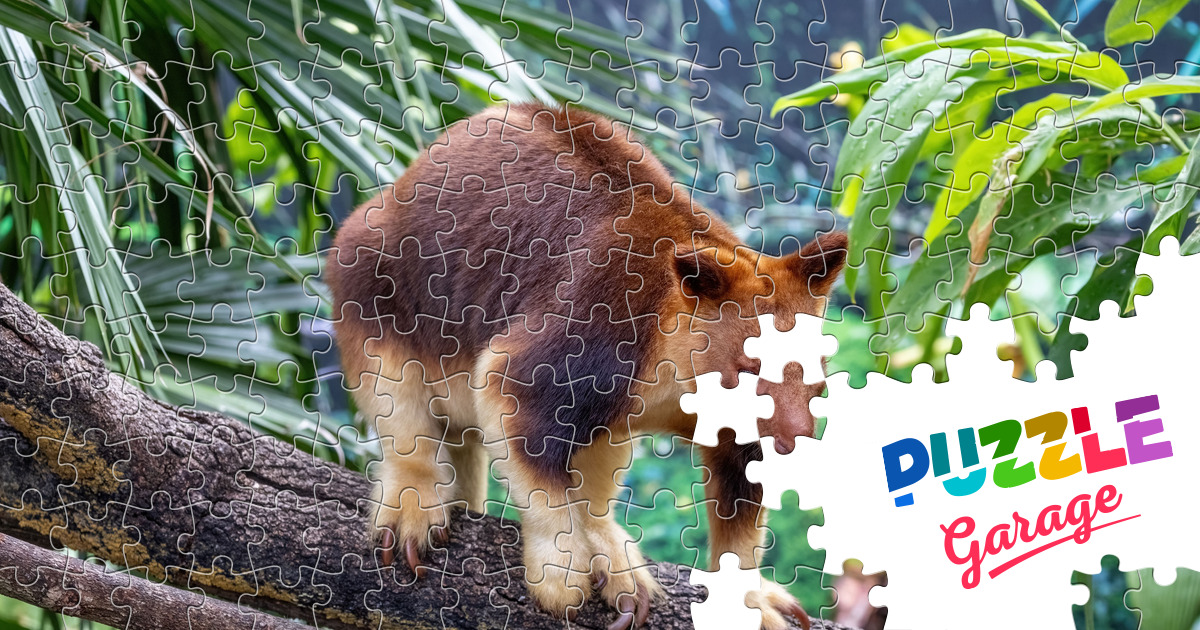 Kangaroo Goodfellow Jigsaw Puzzle (Animals, Mammals) | Puzzle Garage