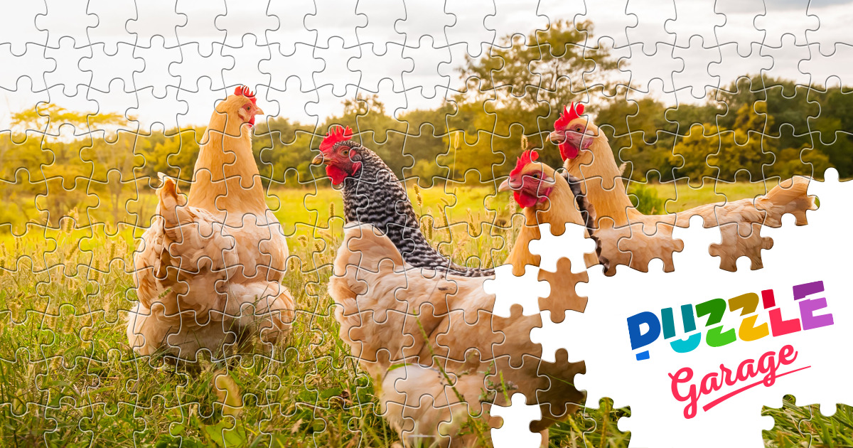 Domestic chickens Jigsaw Puzzle (Animals, Birds) | Puzzle Garage