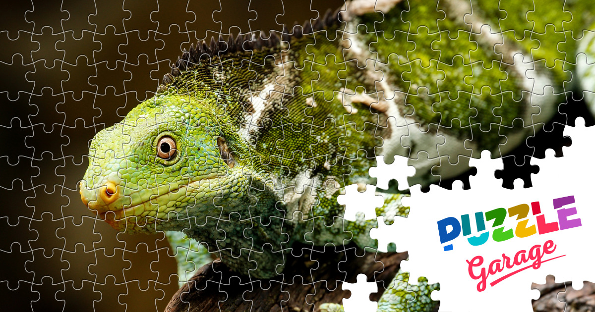 Spotted Fijian Iguana Jigsaw Puzzle (Animals, Reptiles) | Puzzle Garage