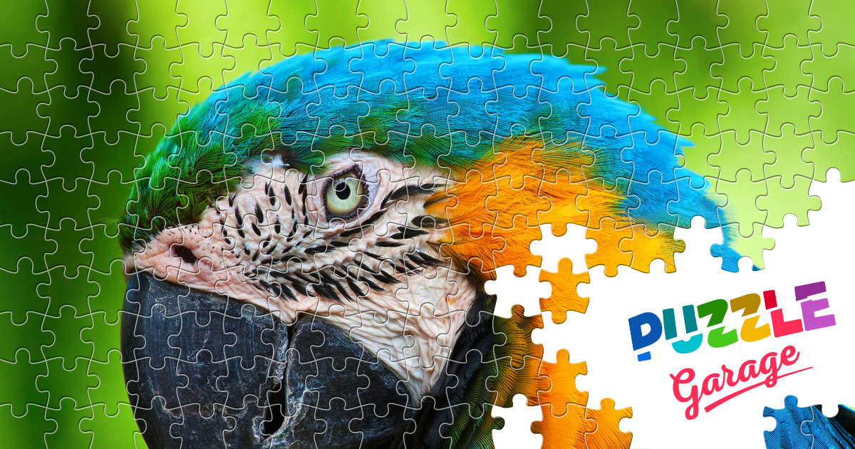 Parrot Jigsaw Puzzle (Animals, Birds) | Puzzle Garage