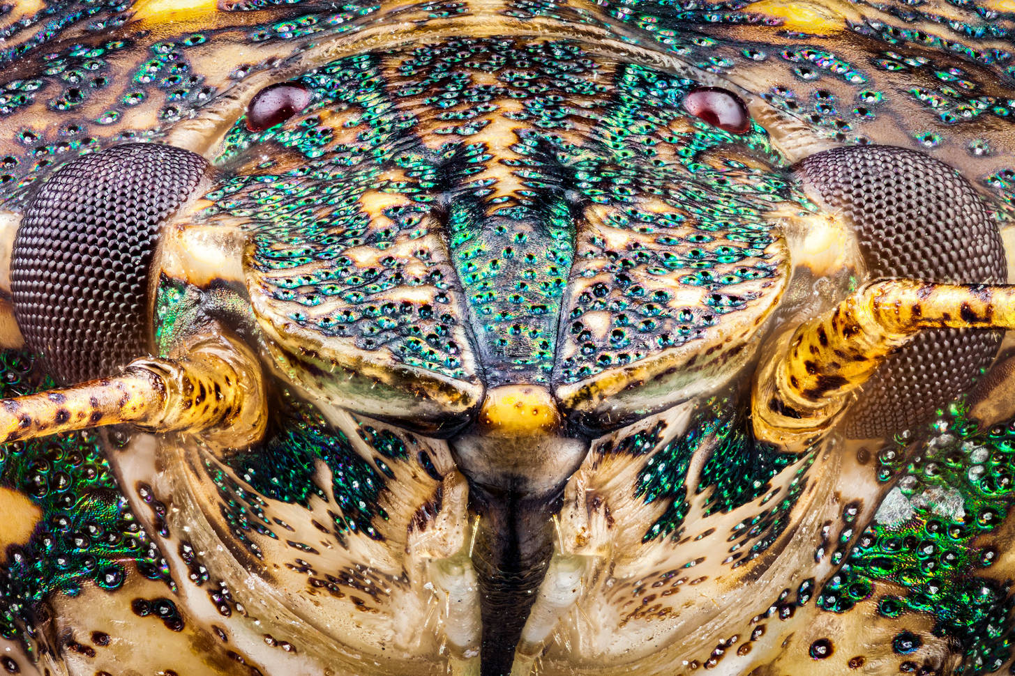 Marble bug head Jigsaw Puzzle (Animals, Insects) | Puzzle Garage