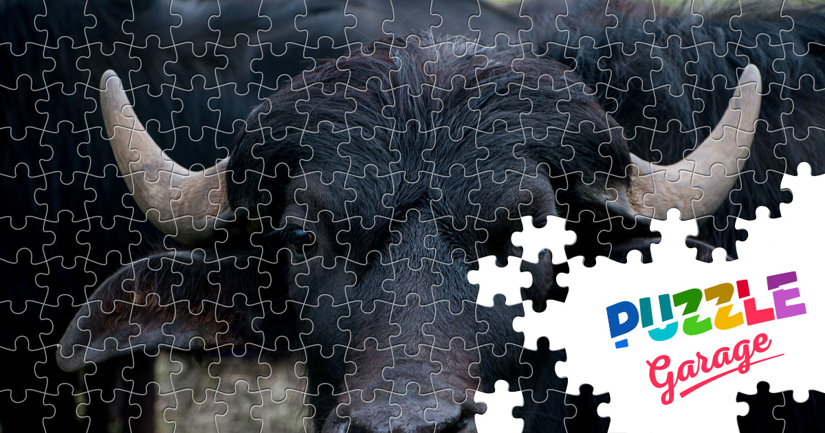 Young buffalo Jigsaw Puzzle (Animals, Mammals) | Puzzle Garage
