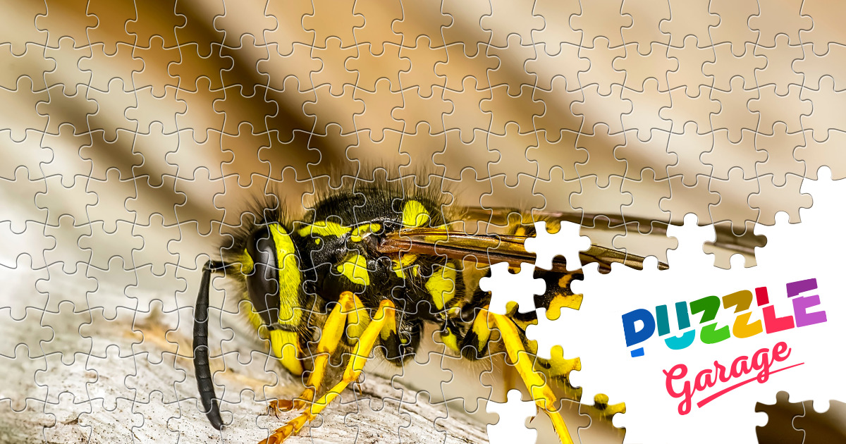 Macro photo of a wasp Jigsaw Puzzle (Animals, Insects) | Puzzle Garage