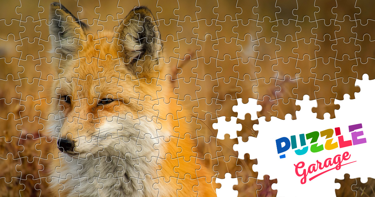 Fox Jigsaw Puzzle (Animals, Mammals) | Puzzle Garage