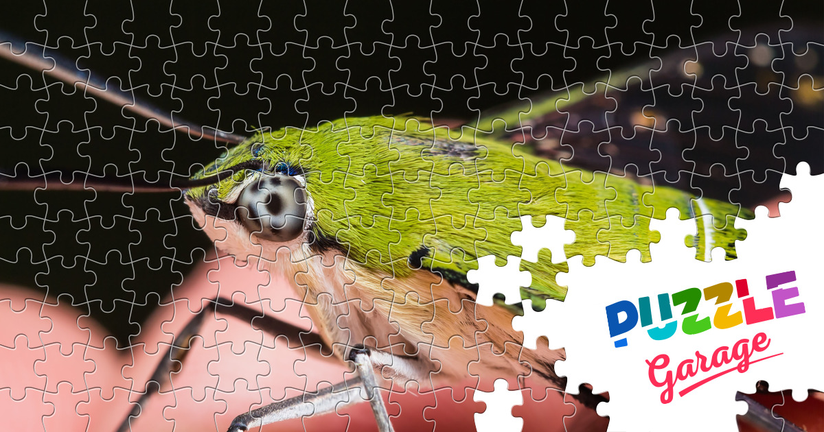 Macro photo of a moth Jigsaw Puzzle (Animals, Insects) | Puzzle Garage