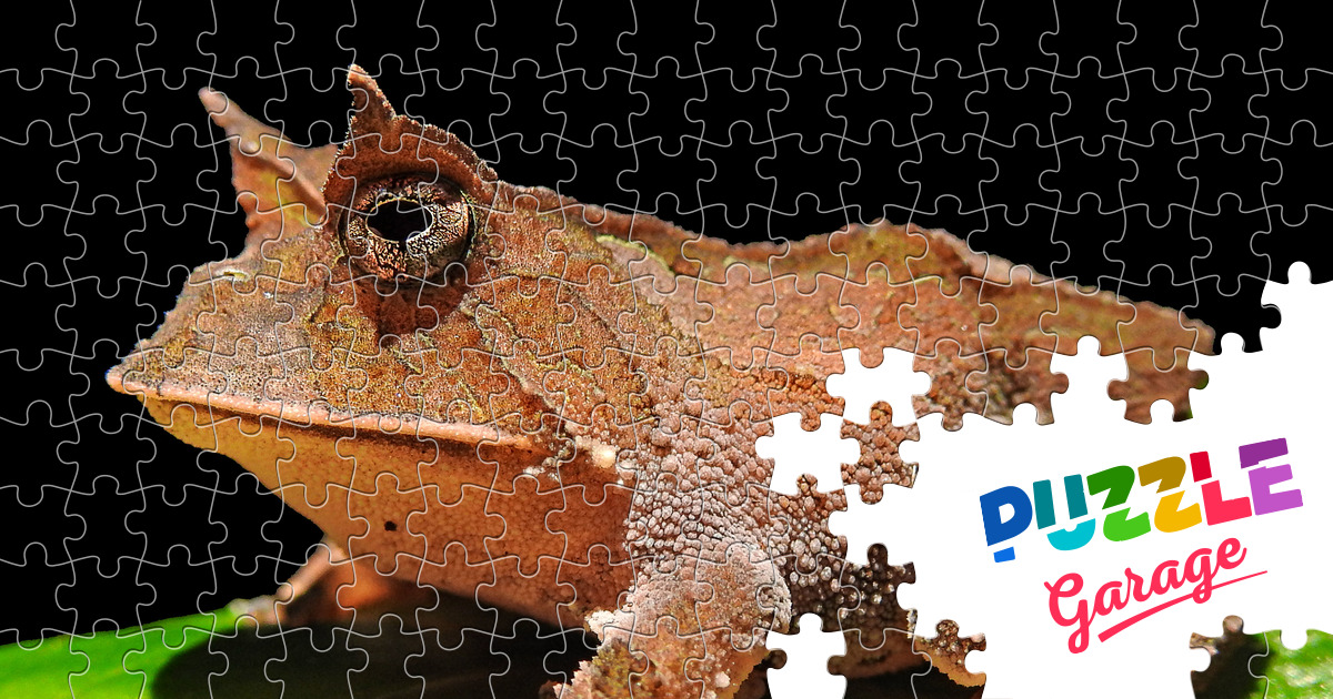 Boie's frog Jigsaw Puzzle (Animals, Amphibians) | Puzzle Garage