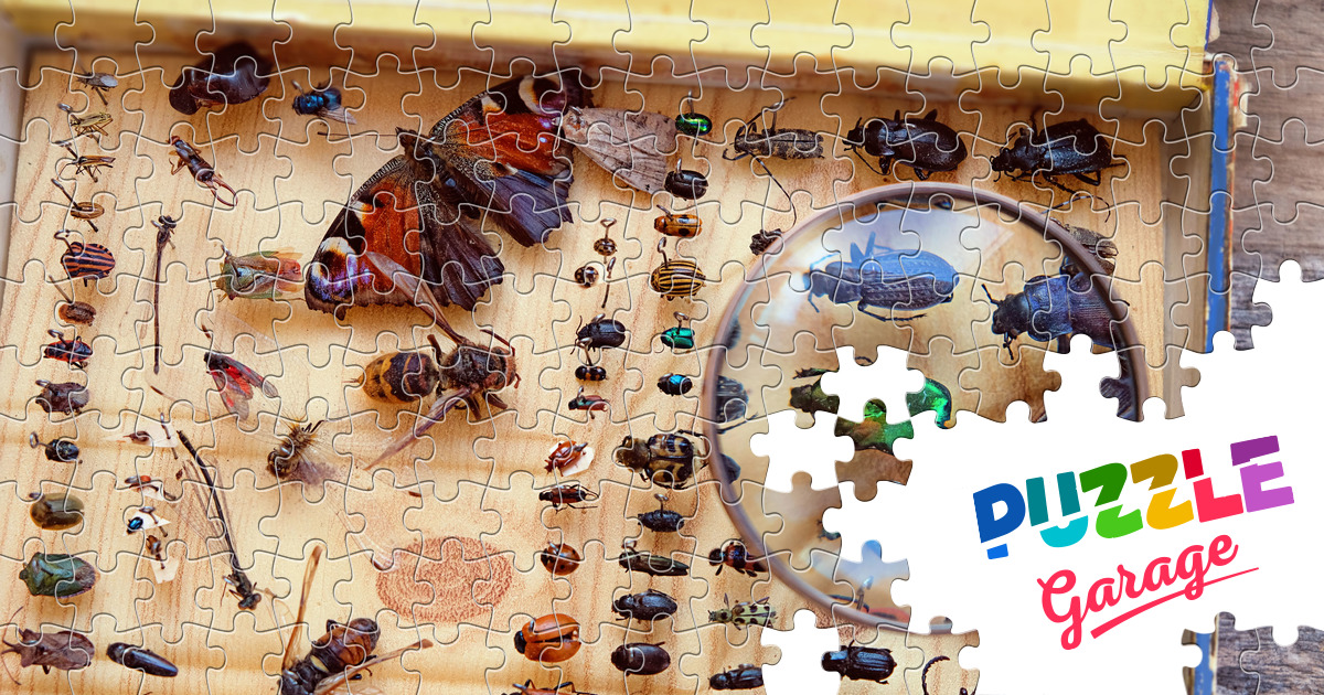 Insect collection Jigsaw Puzzle (Animals, Insects) | Puzzle Garage
