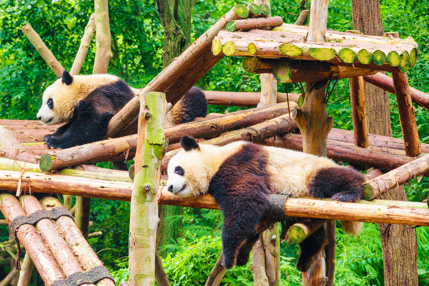 Panda Jigsaw Puzzle (Countries, China) | Puzzle Garage