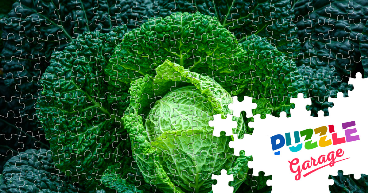 Savoy cabbage Jigsaw Puzzle (Plants, Vegetables) | Puzzle Garage