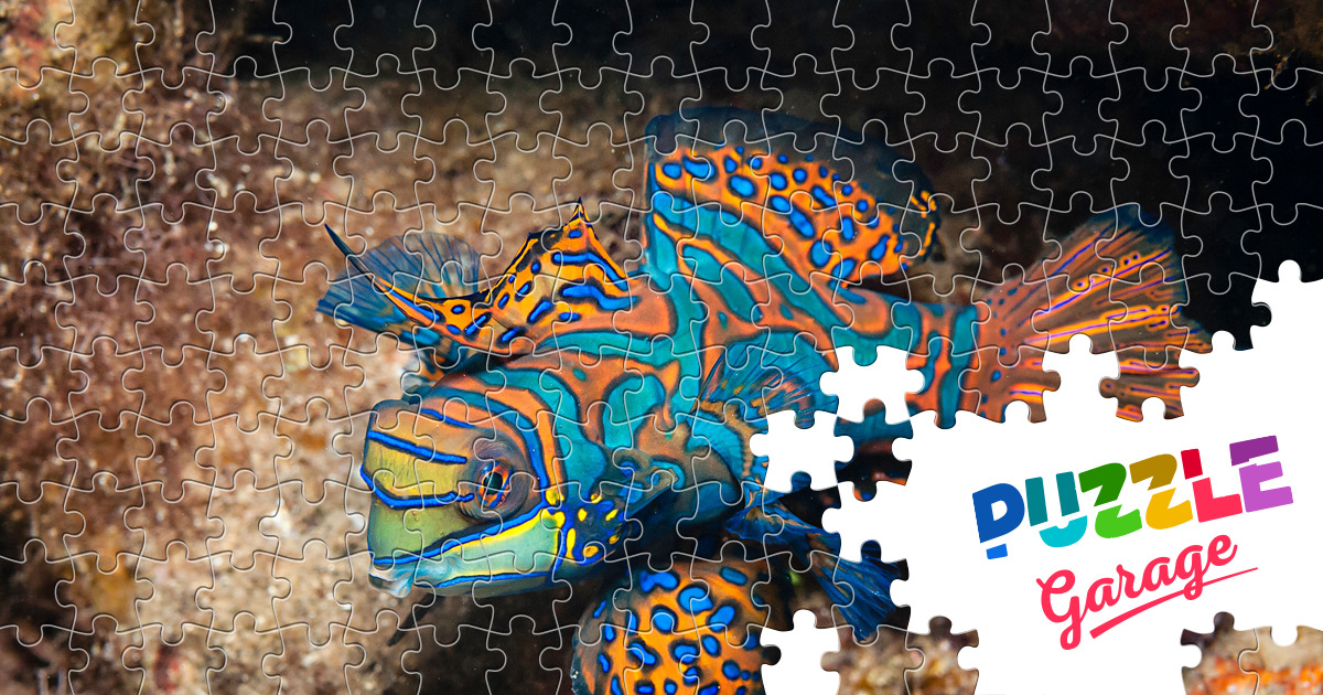Mandarinfish Jigsaw Puzzle (Animals, Marine life) | Puzzle Garage