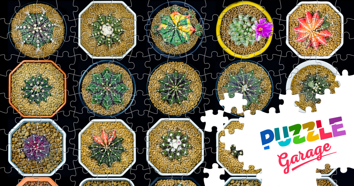 Different types of cacti Jigsaw Puzzle (Plants, Flowers) | Puzzle Garage