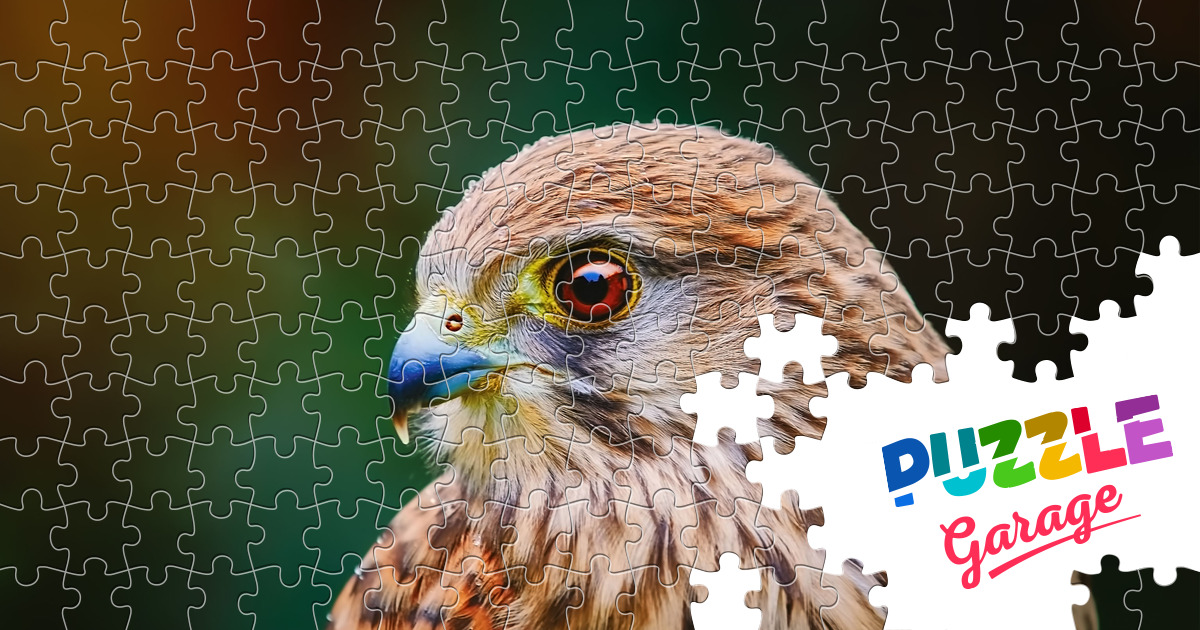 Common kestrel Jigsaw Puzzle (Animals, Birds) | Puzzle Garage