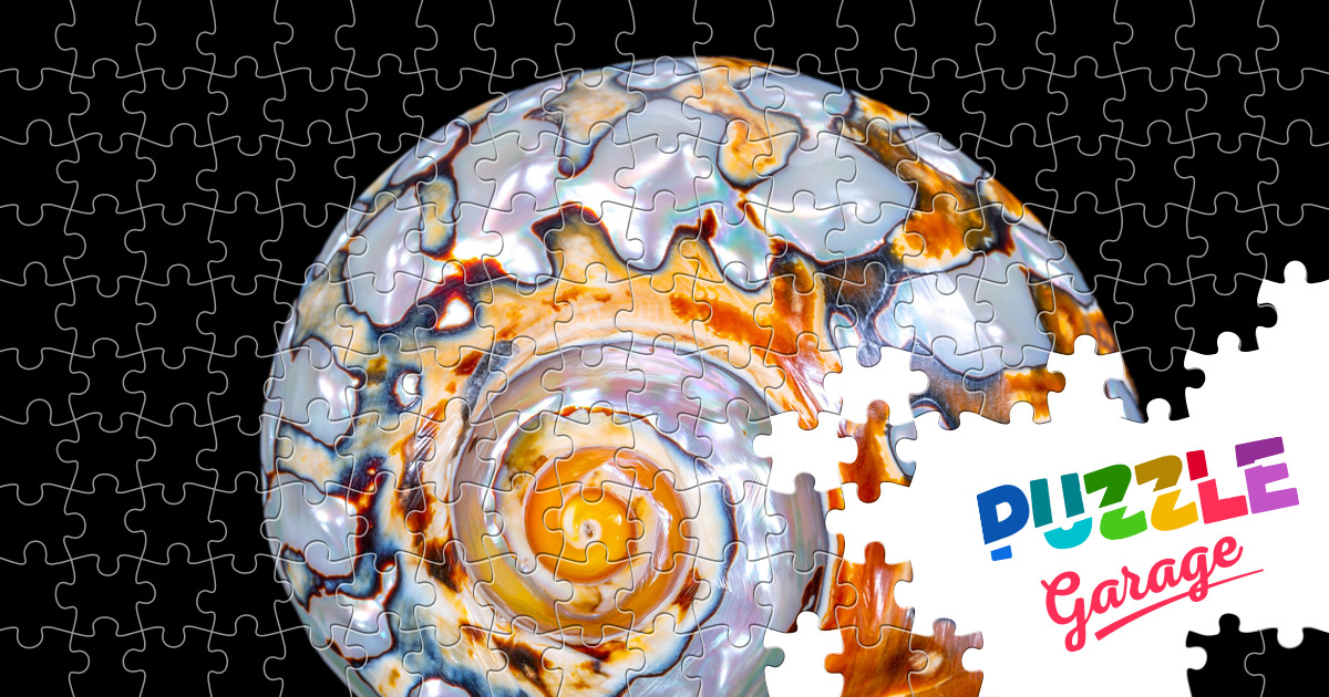 Sea snail shell Jigsaw Puzzle (Animals, Marine life) | Puzzle Garage