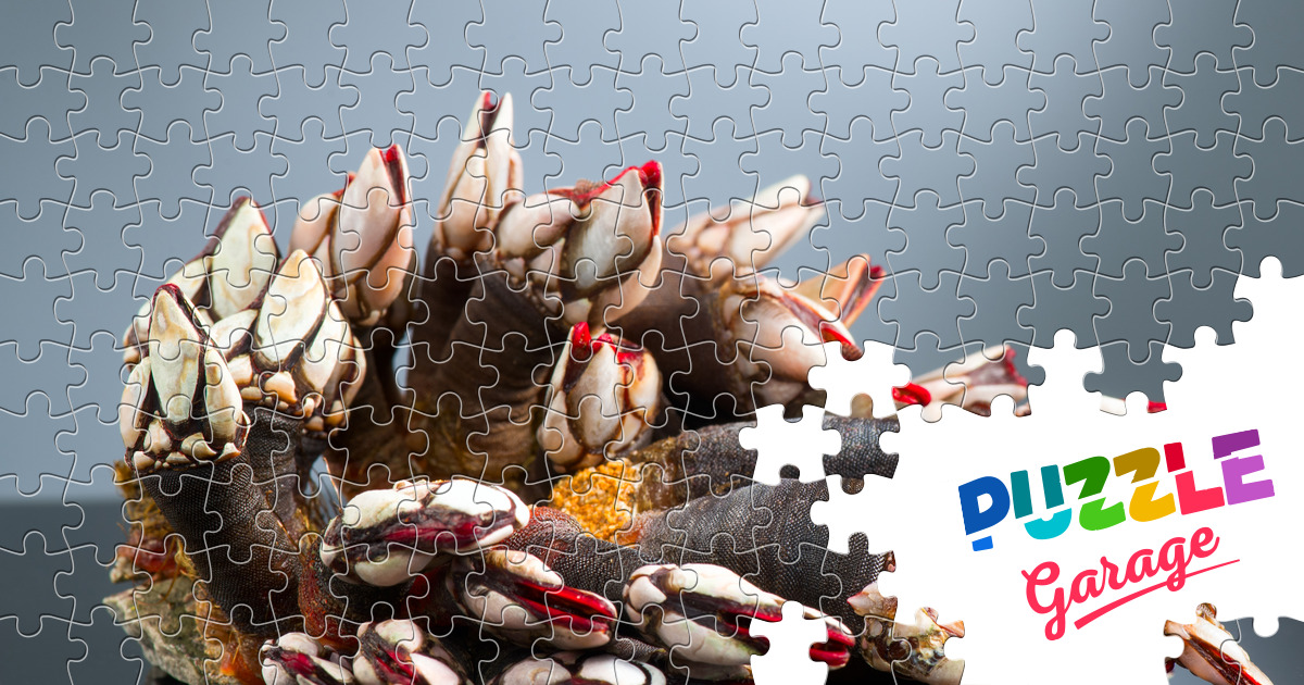 Goose shells Jigsaw Puzzle (Animals, Marine life) | Puzzle Garage