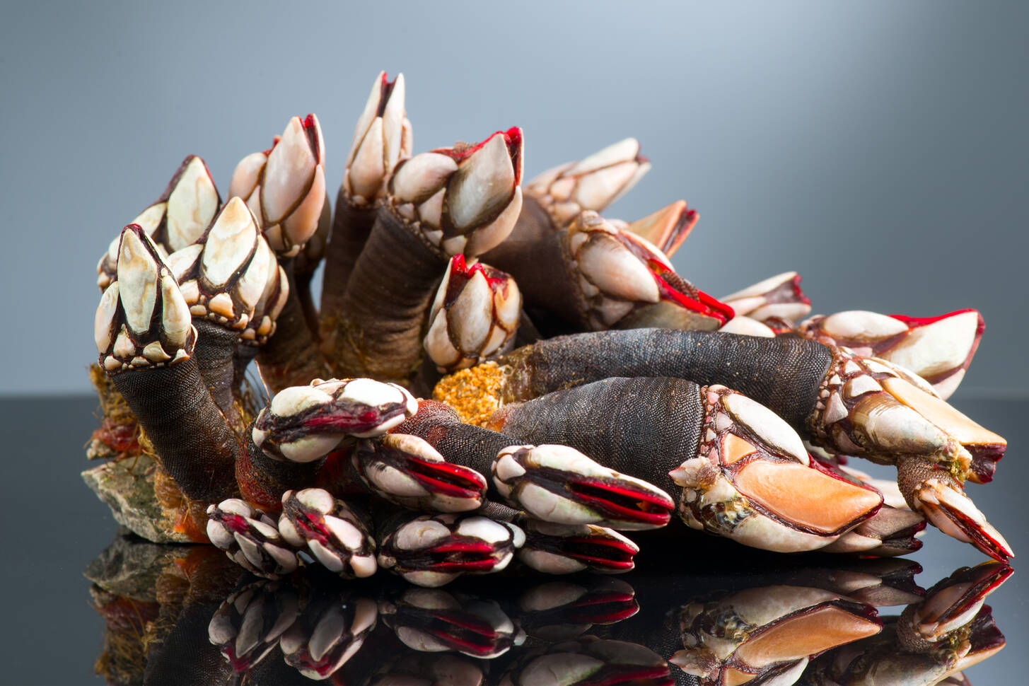 Goose shells Jigsaw Puzzle (Animals, Marine life) | Puzzle Garage