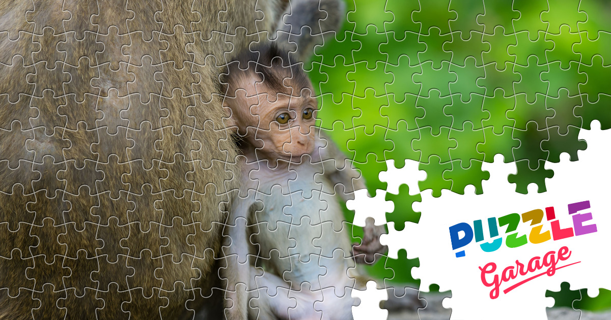 Monkey Jigsaw Puzzle (Animals, Primates) | Puzzle Garage