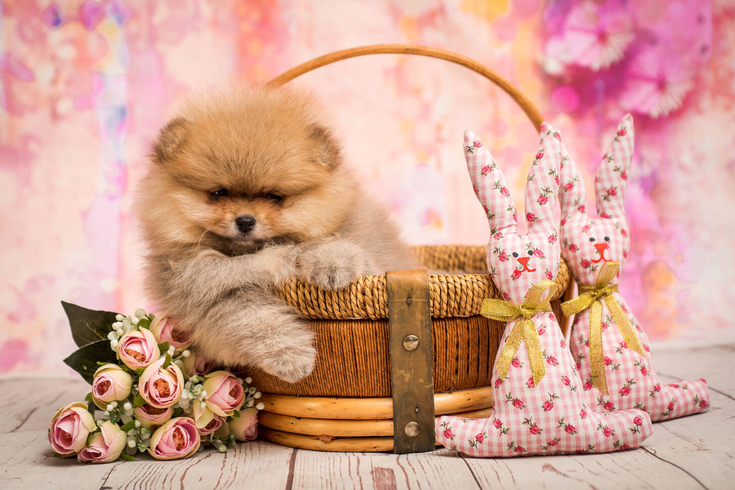 Spitz puppy in a basket Jigsaw Puzzle (Animals, Pets) | Puzzle Garage