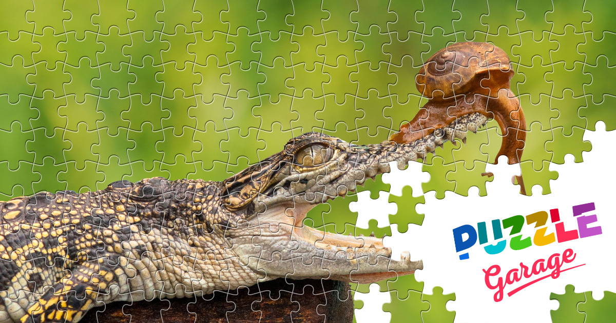 Snail on the mouth of a crocodile Jigsaw Puzzle (Animals, Reptiles ...