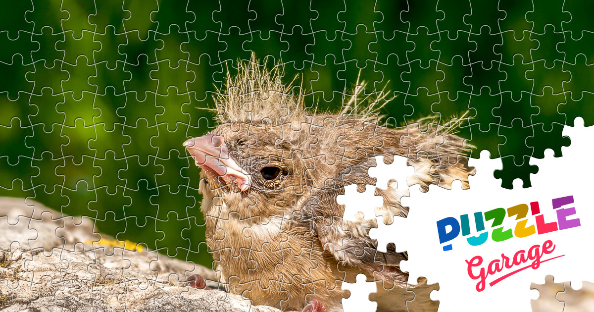 Blackbird chick Jigsaw Puzzle (Animals, Birds) | Puzzle Garage