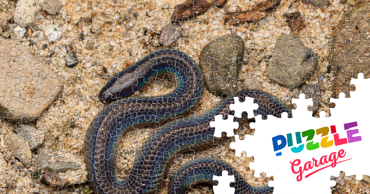 Cantor's reed snake Jigsaw Puzzle (Animals, Reptiles) | Puzzle Garage