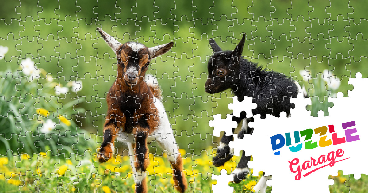 Baby goats on the field Jigsaw Puzzle (Animals, Pets) | Puzzle Garage