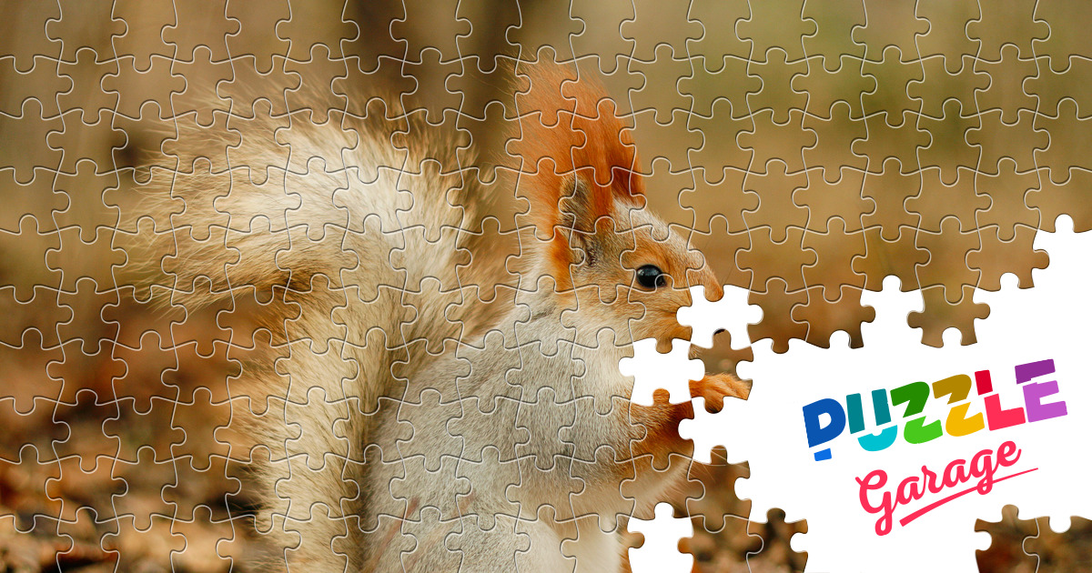 Squirrel Jigsaw Puzzle (Animals, Mammals) | Puzzle Garage