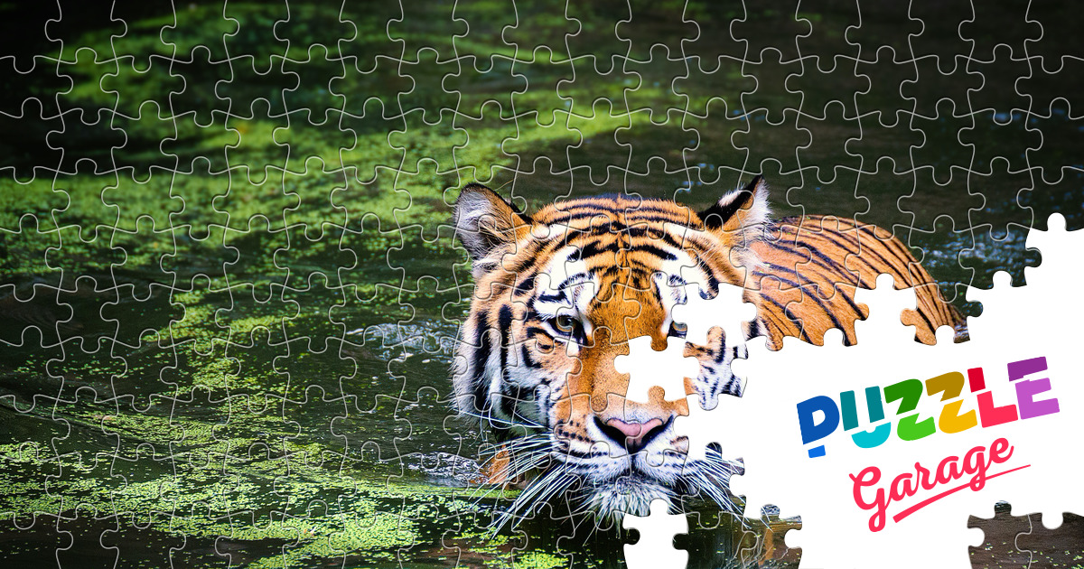 Tiger Jigsaw Puzzle (Animals, Mammals) | Puzzle Garage