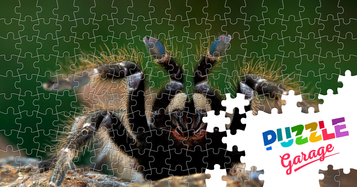 Tarantula spider close up Jigsaw Puzzle (Animals, Insects) | Puzzle Garage
