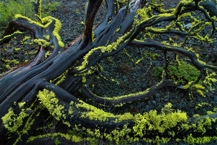 Olive trees in Puglia Jigsaw Puzzle (Countries, Italy) | Puzzle Garage