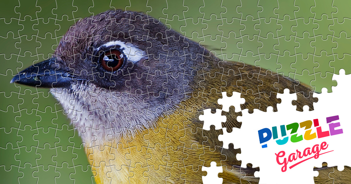 Bird portrait Jigsaw Puzzle (Animals, Birds) | Puzzle Garage