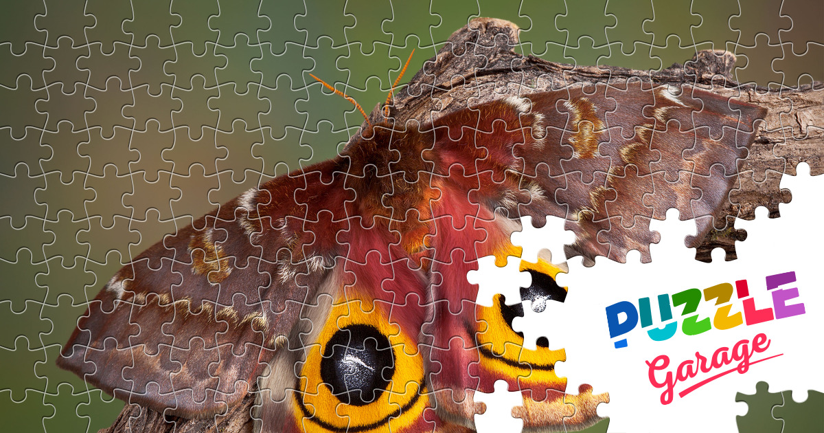 Moth on a branch Jigsaw Puzzle (Animals, Insects) | Puzzle Garage